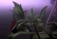 Bamboo GIFs - Get the best gif on GIFER