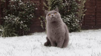Snowfall GIFs - Get the best gif on GIFER