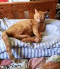 Ffs GIFs - Get the best gif on GIFER