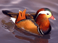 Mandarin GIFs - Get the best gif on GIFER