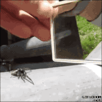 Spider dance GIF - Conseguir o melhor gif em GIFER