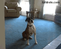 Dog farting GIFs - Get the best gif on GIFER