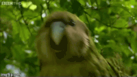Kakapo GIFs - Get the best gif on GIFER