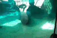 Manatee GIFs - Get the best gif on GIFER