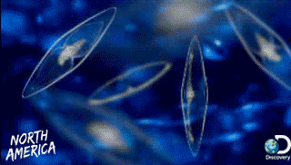 Phytoplankton GIFs - Get the best gif on GIFER