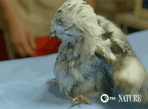 Tier GIFs - Get the best gif on GIFER