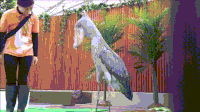Shoebill GIFs - Get the best gif on GIFER