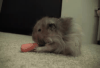 Rodents GIFs - Get the best gif on GIFER