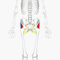 Anatomy GIFs - Get the best gif on GIFER
