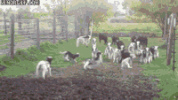 Lamb GIFs - Get the best gif on GIFER