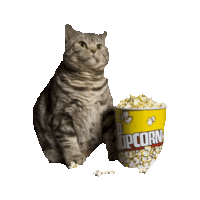 Popcorn GIFs - Get the best gif on GIFER