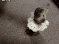 Gopher GIFs - Get the best gif on GIFER