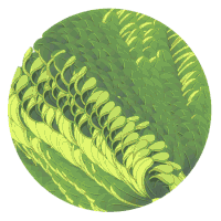 Leaves GIFs - Get the best gif on GIFER