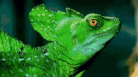 Lizard GIFs - Get the best gif on GIFER