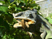 Reptile GIFs - Get the best gif on GIFER