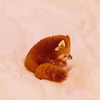 Digging GIFs - Get the best gif on GIFER