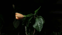 Hibiscus GIFs - Get the best gif on GIFER