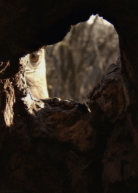 Eagles GIFs - Get the best gif on GIFER