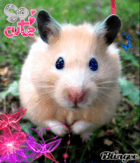 Hamster wheel GIFs - Get the best gif on GIFER