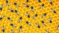 Bee GIFs - Get the best gif on GIFER