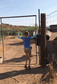 Ostriches GIFs - Get the best gif on GIFER