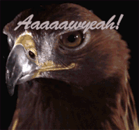 Eagle GIFs - Get the best gif on GIFER