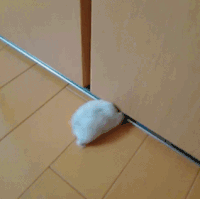 Mouse GIFs - Get the best gif on GIFER