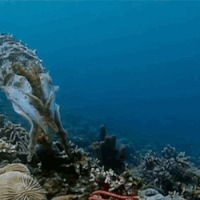 Seiche GIFs - Get the best gif on GIFER