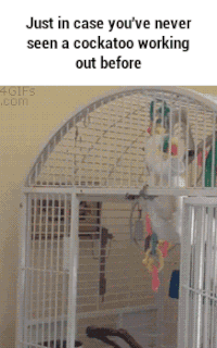 Cockatoos GIFs - Get the best gif on GIFER