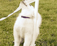 Shepherd GIFs - Get the best gif on GIFER