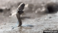 Mudskippers GIFs - Get the best gif on GIFER