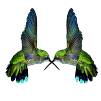 Hummingbirds GIFs - Get the best gif on GIFER