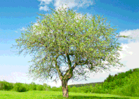 Season GIFs - Get the best gif on GIFER