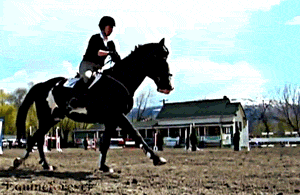 Cantering GIFs - Get the best gif on GIFER