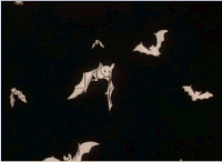 Bat GIFs - Get the best gif on GIFER