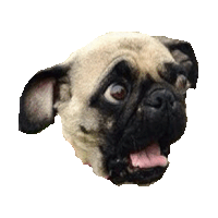 Pug GIFs - Get the best gif on GIFER