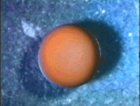 Membrane GIFs - Get the best gif on GIFER