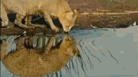Catfish GIFs - Get the best gif on GIFER