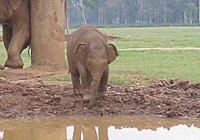 Baby elephant GIFs - Get the best gif on GIFER