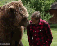 Bears GIFs - Get the best gif on GIFER