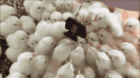 Pollito GIFs - Get the best gif on GIFER