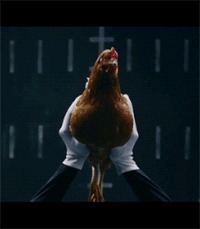 Pollo GIFs - Get the best gif on GIFER