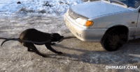 Pulling GIFs - Get the best gif on GIFER
