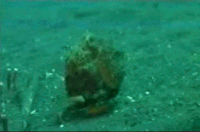 Shell GIFs - Get the best gif on GIFER