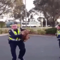 Jail GIFs - Get the best gif on GIFER