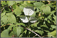 Blackberry GIFs - Get the best gif on GIFER