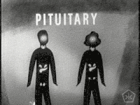 Hormone GIFs - Get the best gif on GIFER