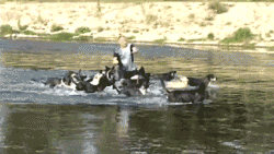 Dogfish GIFs - Get the best gif on GIFER