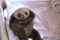 Preguiça GIF - Conseguir o melhor gif em GIFER