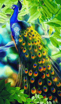 Birding GIFs - Get the best gif on GIFER